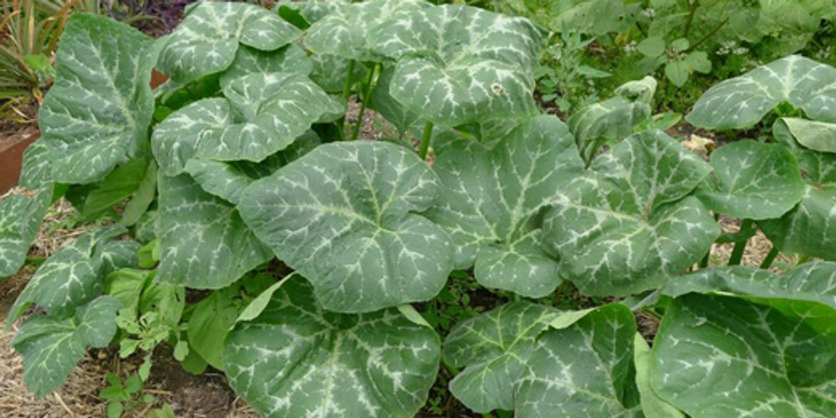 Pumpkin leaf: The health benefits of this plant are unbelievable ...