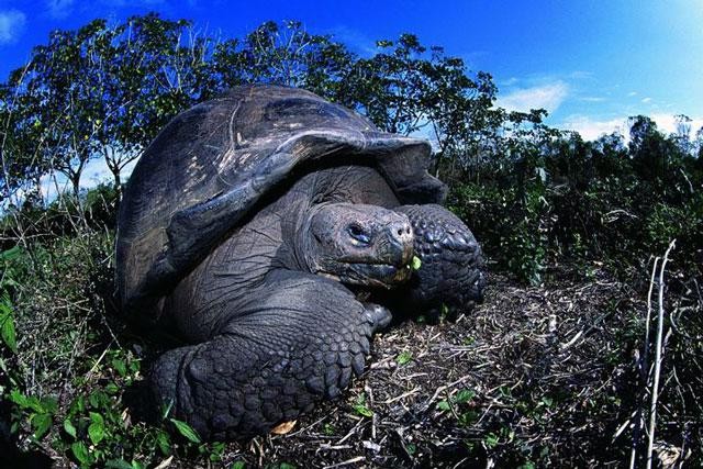 Ekwador - podwodny świat Wysp Galapagos - Podróże
