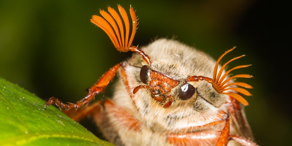 Rozpoznasz te owady? - quiz - Podróże