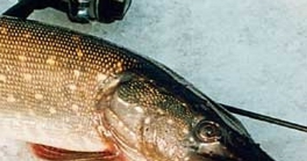 Wywar rybny - Onet Gotowanie