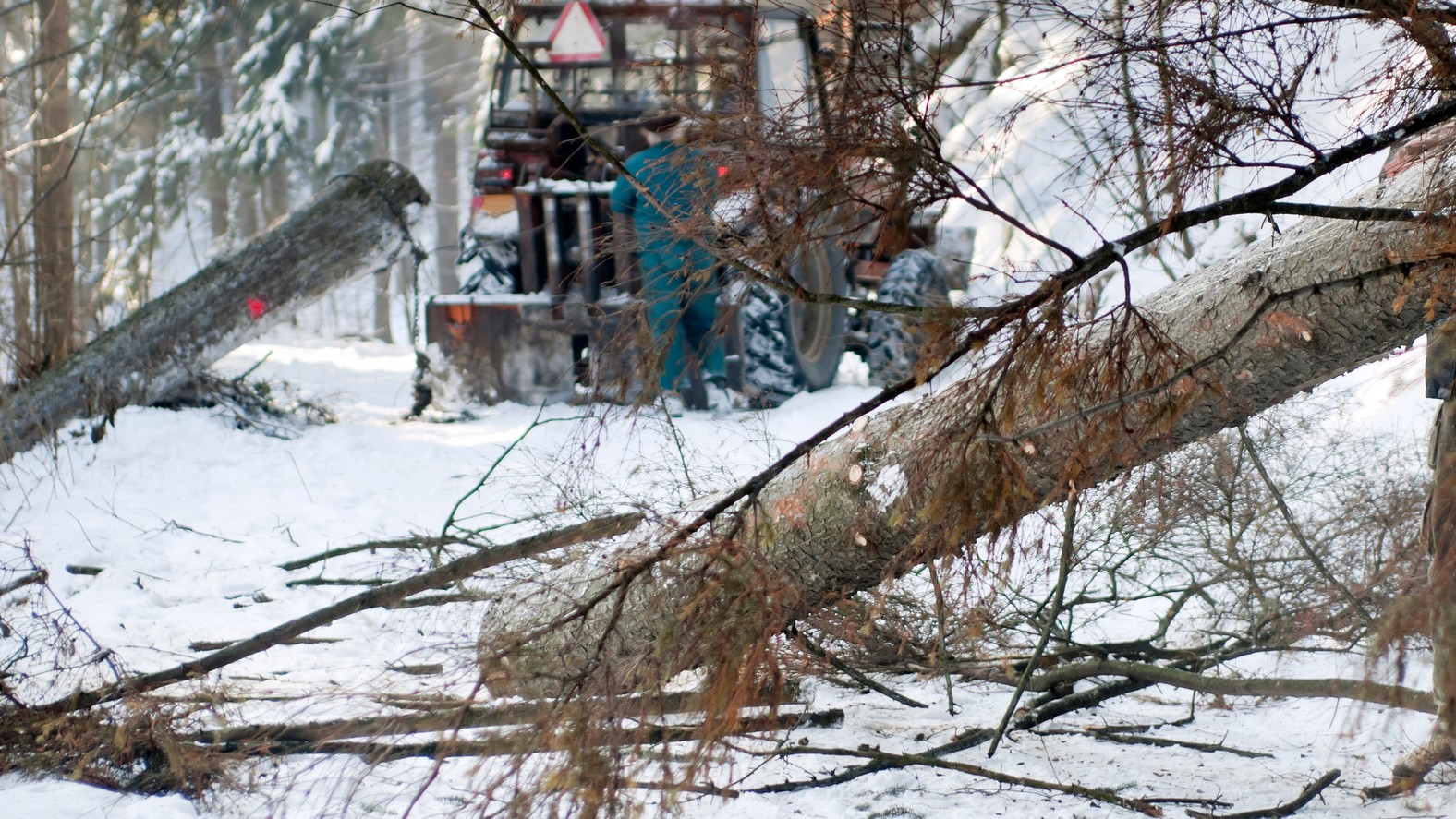 Silný vietor pácha škody aj v Bratislave: Vyvrátené stromy po celom meste! | Koktejl.sk