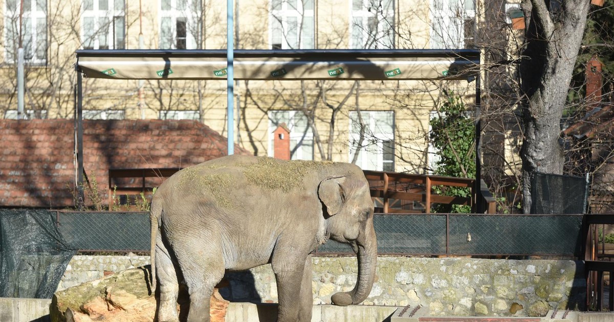 Otkrivamo novitete u beogradskom Zoo-vrtu: Stižu još dva slona i beba ...