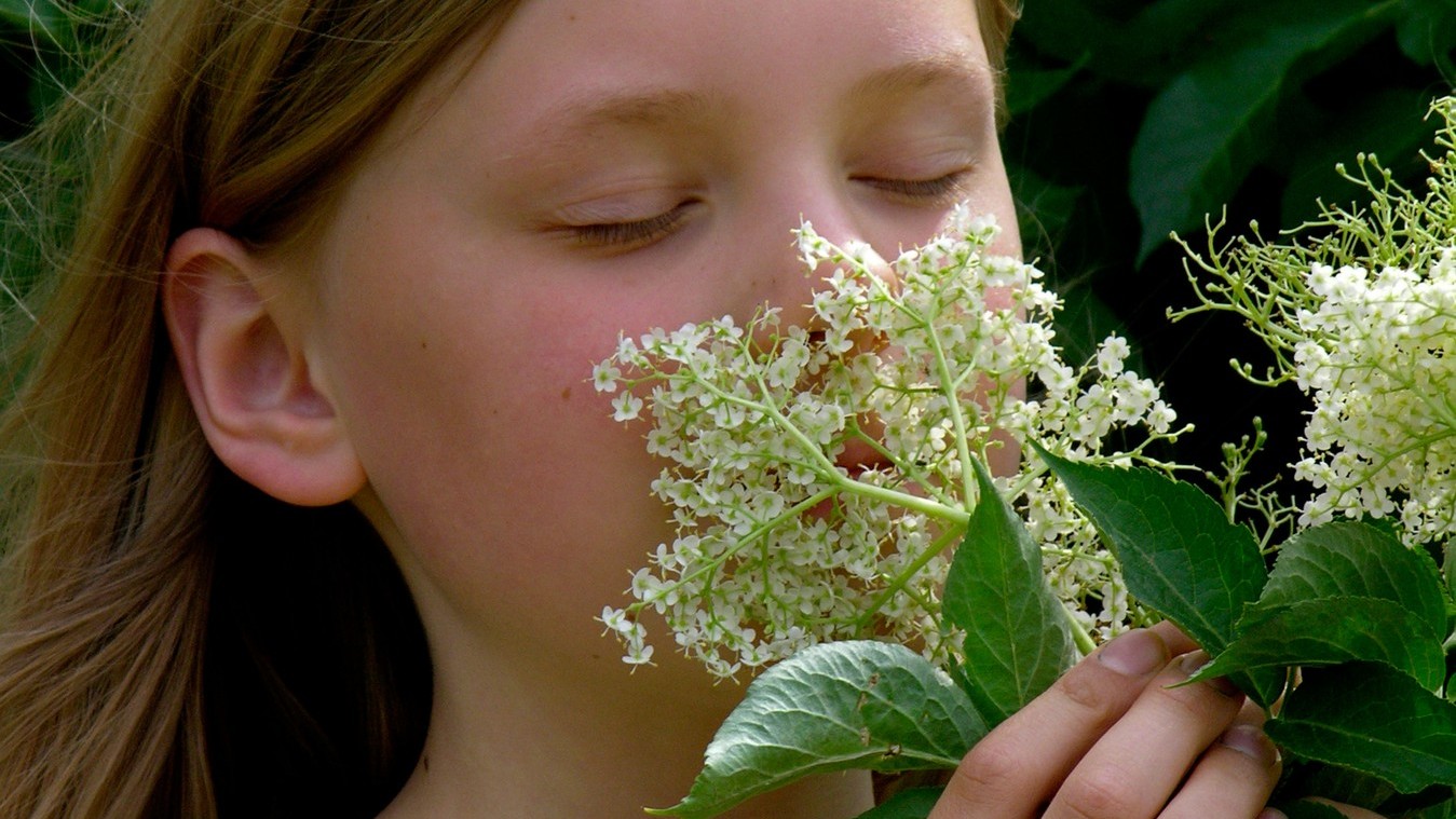 Jej zrelé plody sú zdrojom vitamínu A, C a pomôže aj pri tíšení bolesti ...