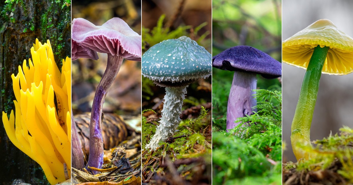 Najdziwniejsze grzyby w Polsce. Które są jadalne?