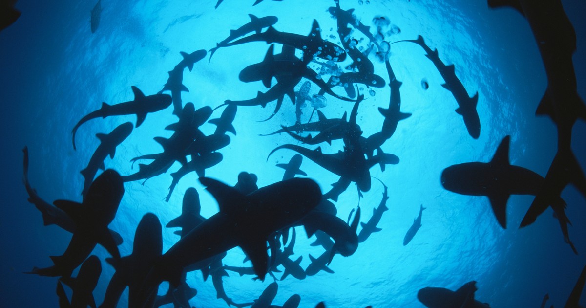 Video shows the moment dozens of frantic sharks in the middle of a ...