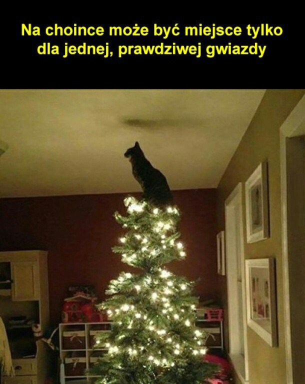 Kot i choinka to zawsze katastrofa? Najlepsze świąteczne memy - Dom
