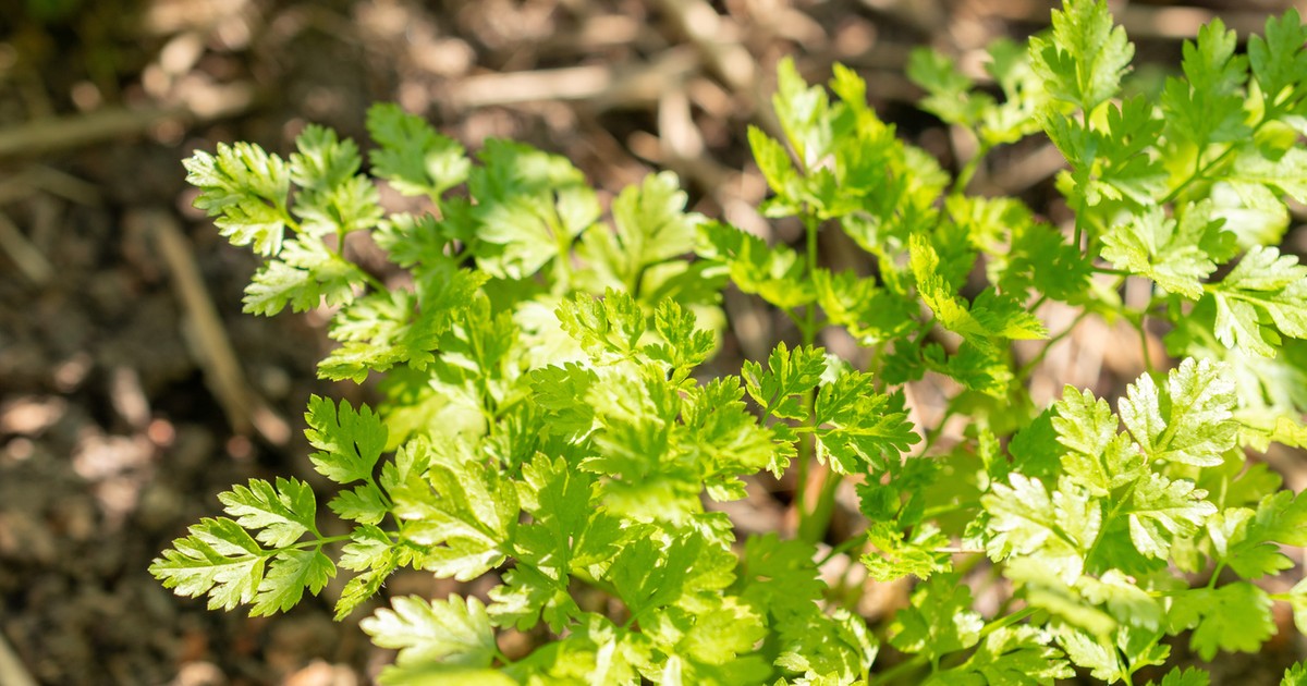 Dodaj do rosołu zamiast natki pietruszki. To prawdziwa bomba witamin ...