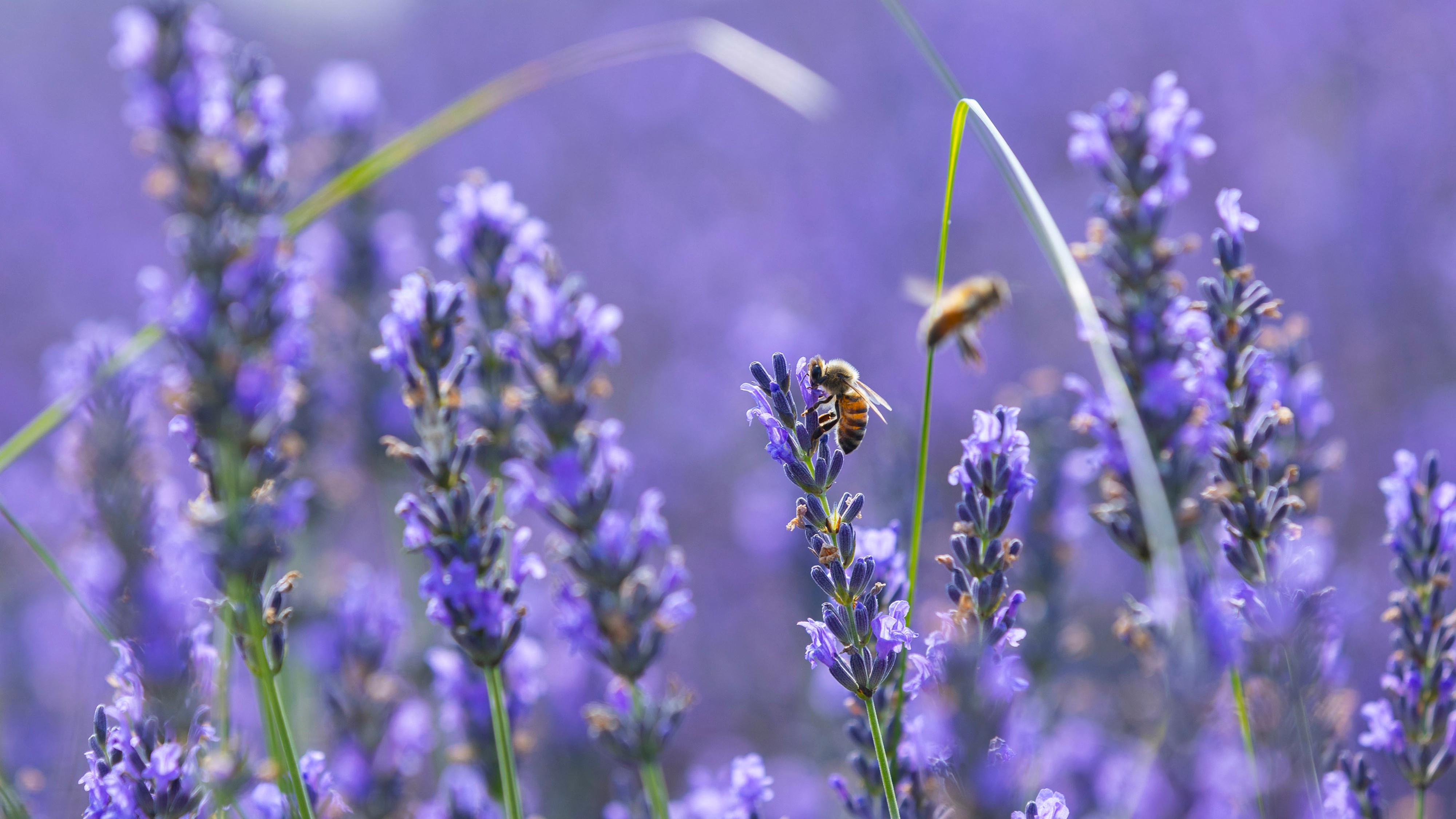 Hogyan szaporítsuk a levendulát ősszel: így lesz csodaszép a levendula ...