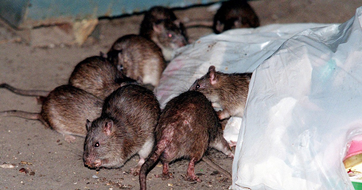 How the rat population in New York City grew by 800% and infested the ...
