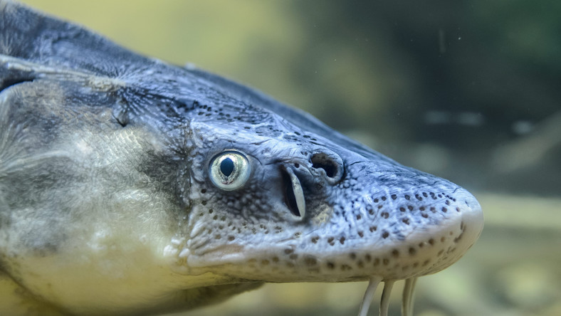 W Odrze zginęły jesiotry, które od 30 lat próbowano przywrócić w ...