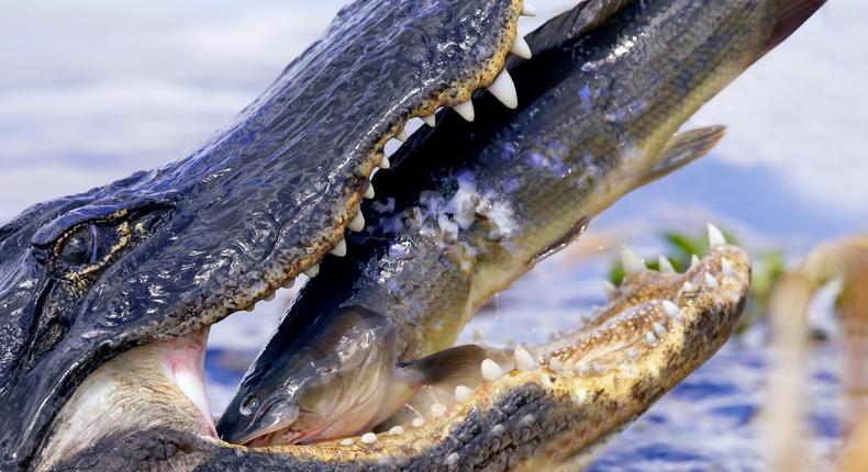 Scientists are modifying catfish with alligator DNA to create hybrids ...