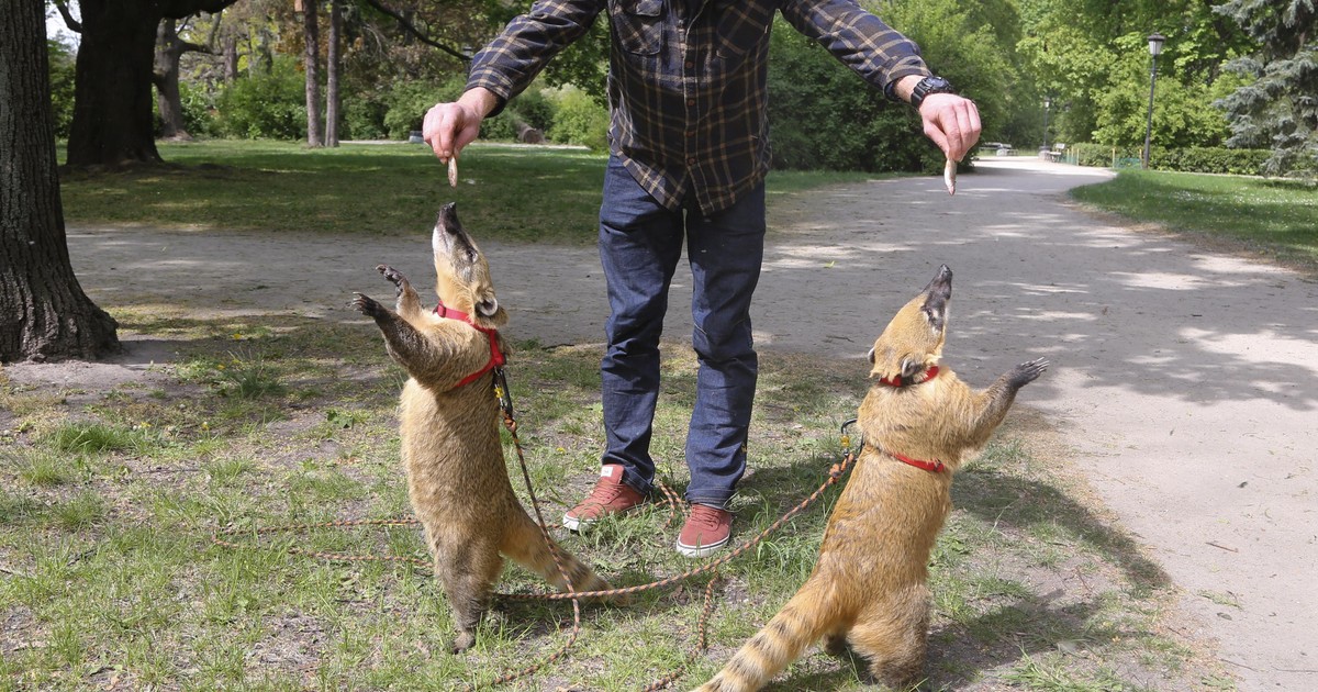 Ni pies, ni wydra! To ostronos!