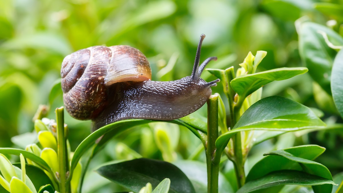 Najbolji trikovi iskusnih baštovana: Evo kako se rešiti puževa u bašti ...
