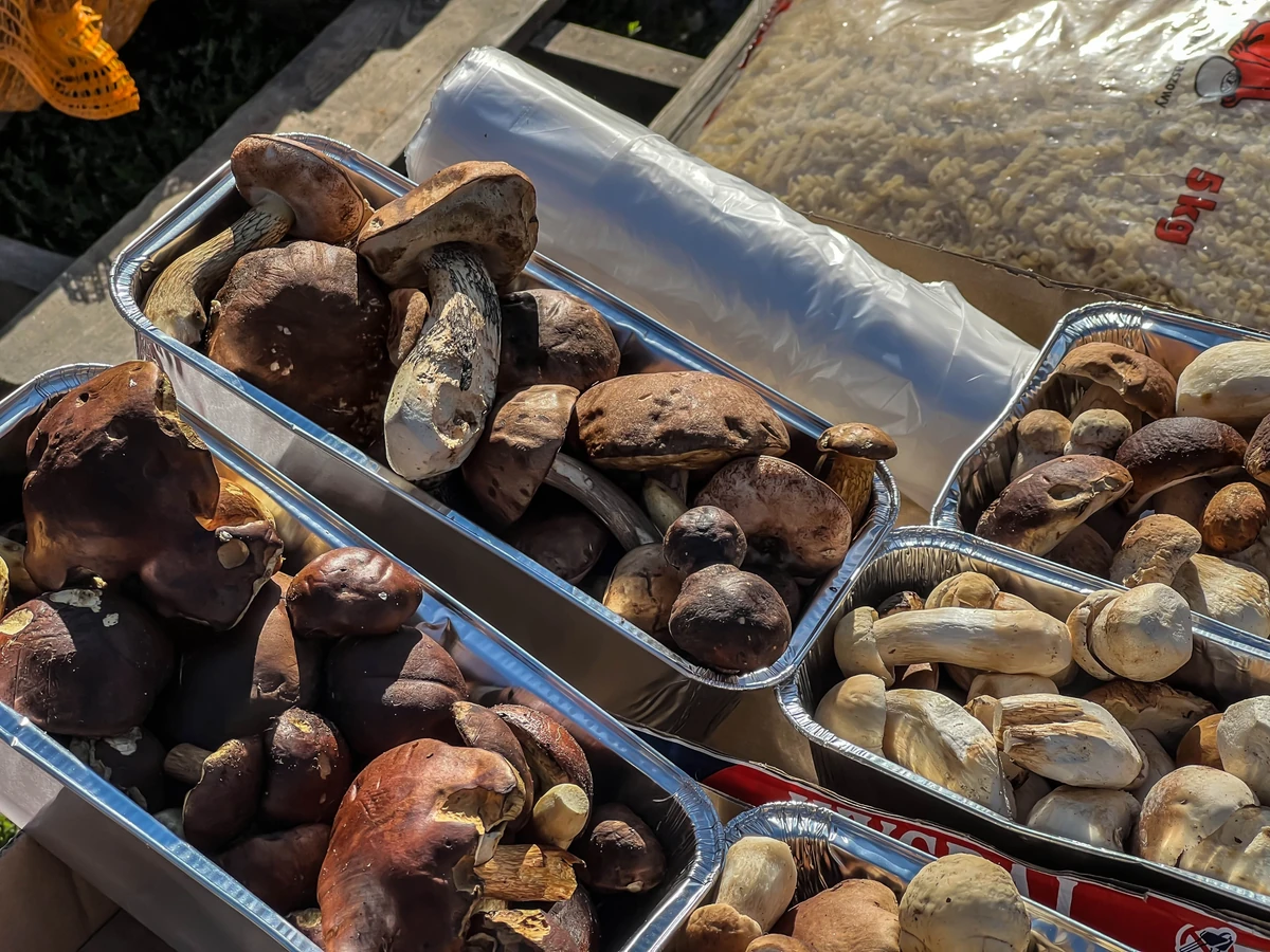 Rozpoczął się sezon na grzyby. Ile kosztują podgrzybki, borowiki i ...