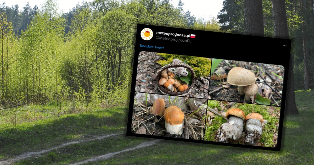 Są warte więcej niż polskie truskawki. Sezon na nie właśnie ruszył ...