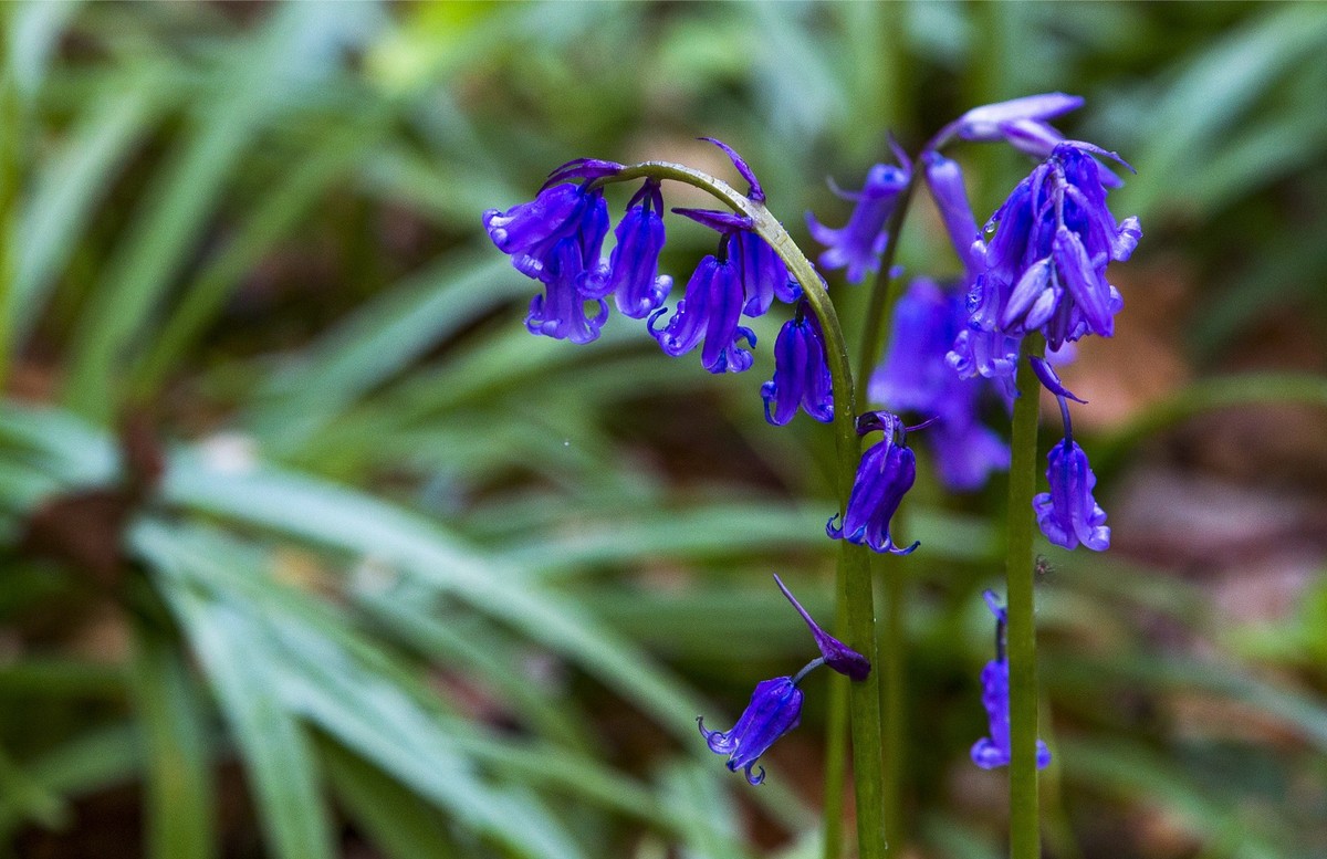 Divlji zumbuli boje šumu plavom bojom
