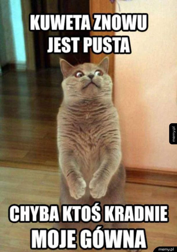 W tej dziedzinie również królują! Zobaczcie kocie memy! - Kobieta