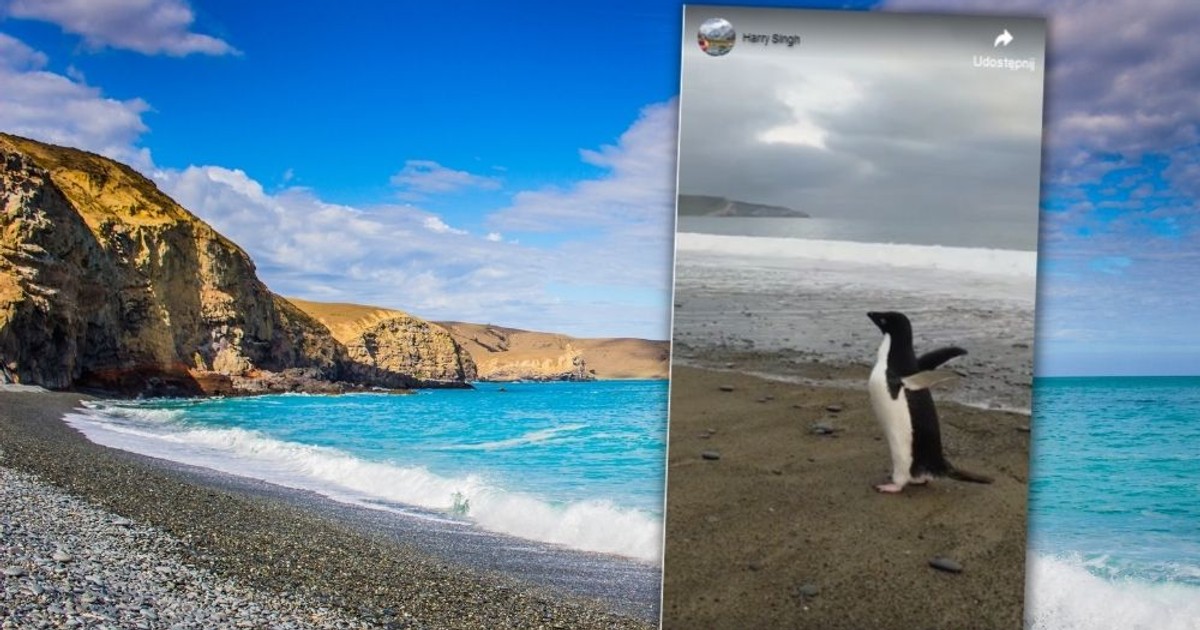 Nowa Zelandia. Pingwin Adeli przepłynął tu z Antarktyki - Podróże