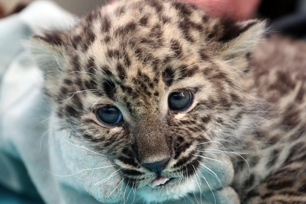 Perzsa leopárd született a Miskolci Állatkertben – fotók a bébiről - Blikk