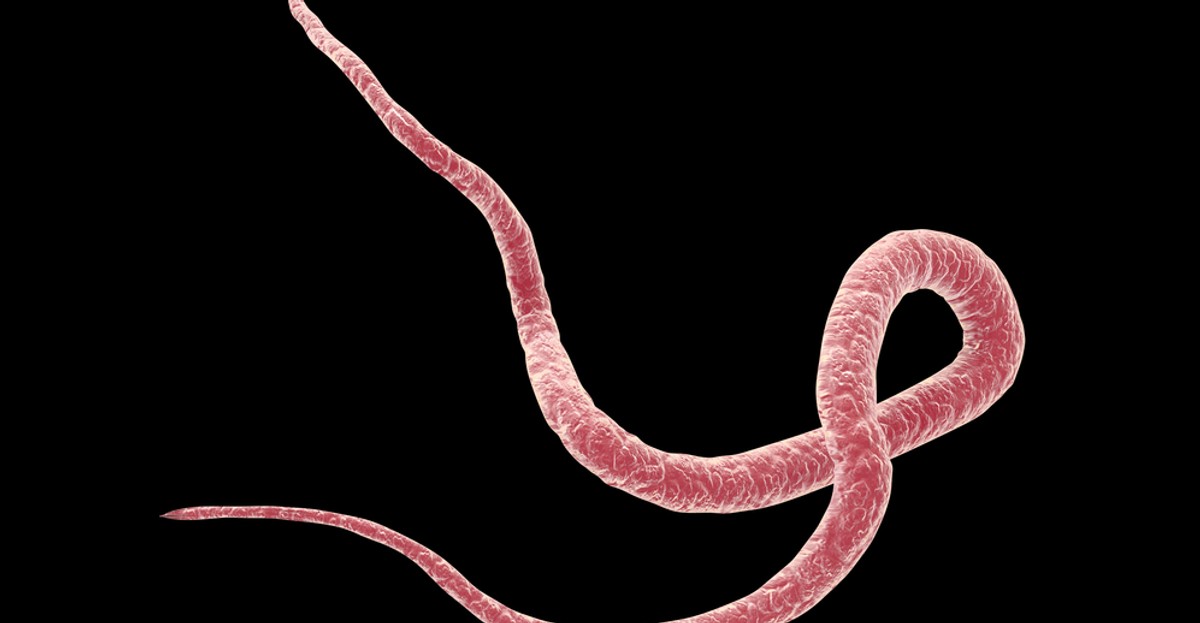 Glista ludzka (Ascaris lumbricoides) u dzieci - objawy i leczenie