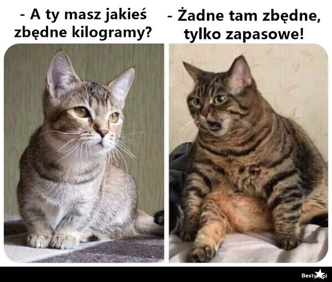 Zobacz najlepsze memy o kotach. Samo życie - Kobieta