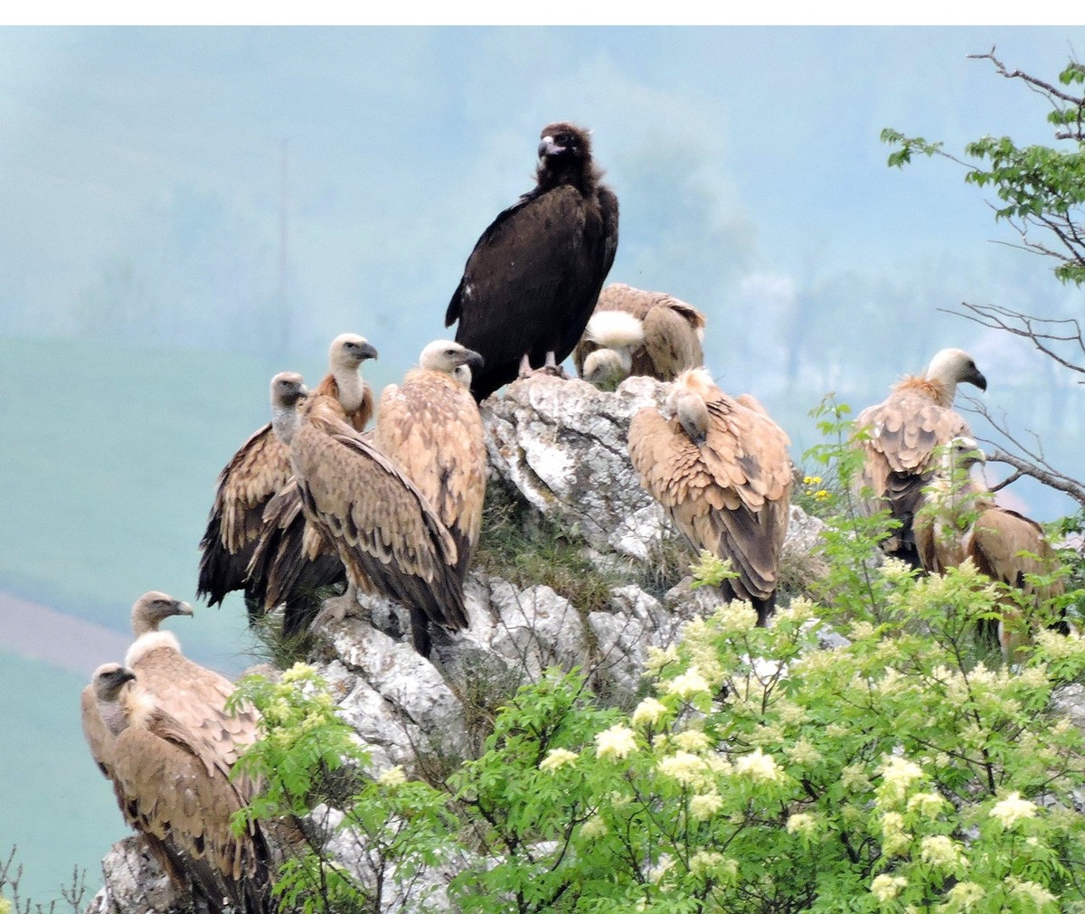 Crni orao u Srbiji posle 120 godina