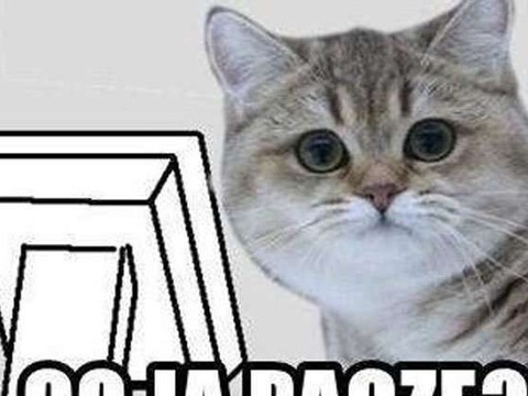 Co ja pacze? O co chodzi z tym kotem