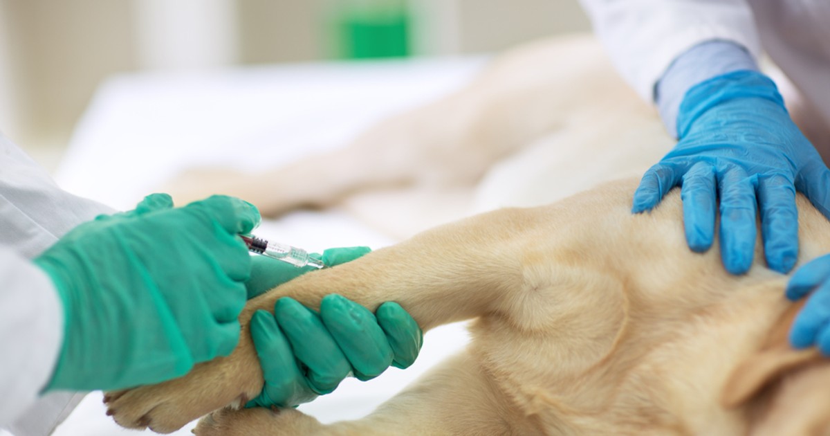 87-latek z Wielkopolski zabił psa. "Suczka miała dziurę w czaszce ...