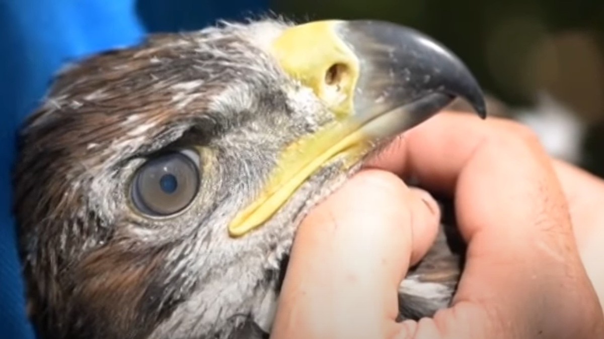 Srpski suri orao, jedna od najugroženijih vrsta u Evropi pod ...