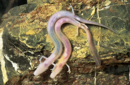 Čovečja ribica živi u balkanskim pećinama, ali je jedna bosanska TOLIKO ...