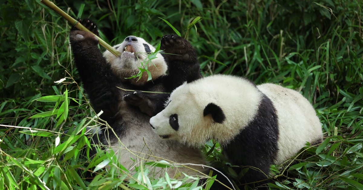 Japonia. Dwie pandy wielkie urodzone w tokijskim zoo otrzymały imiona - Podróże