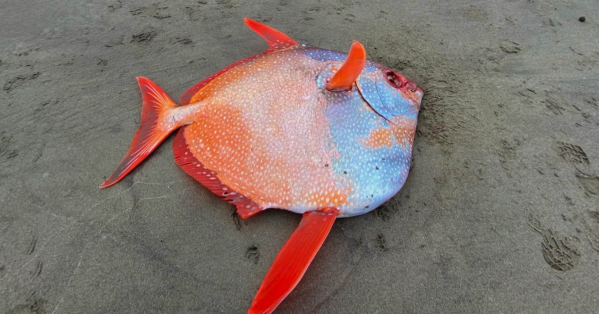 Oregon: rzadka ryba strojnik znaleziona na plaży
