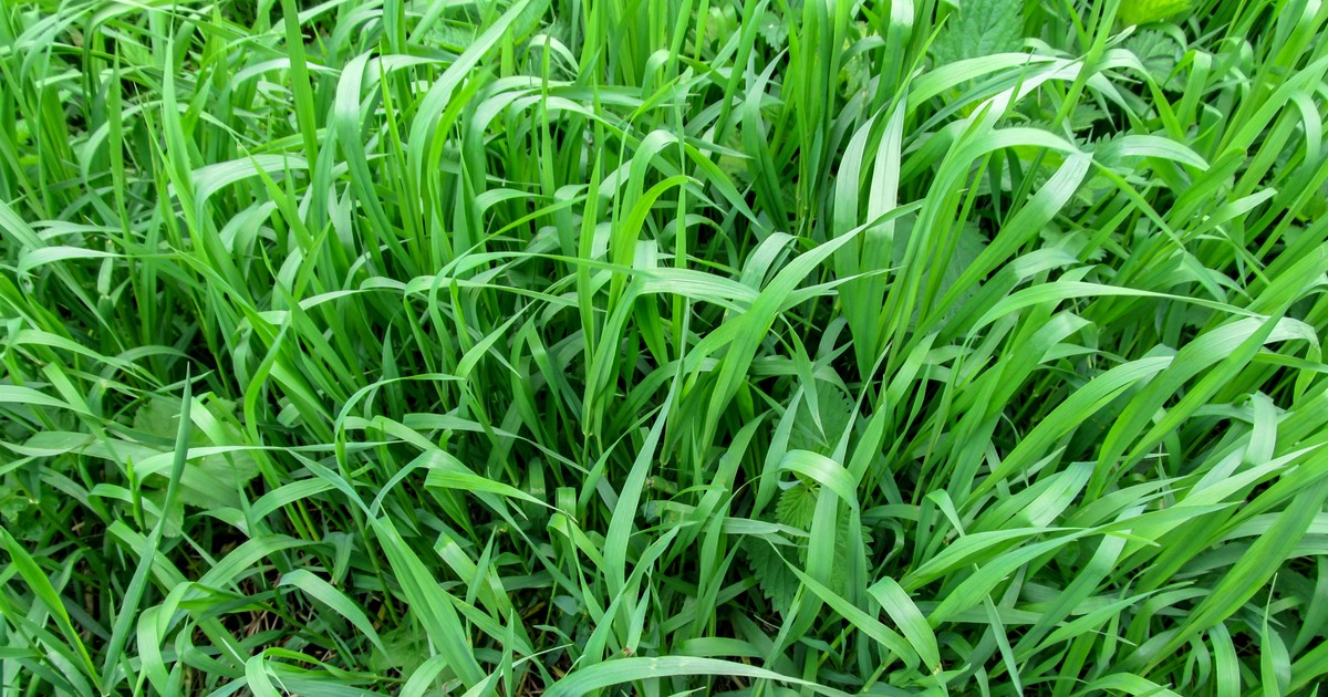 Perz właściwy - uprawa, właściwości