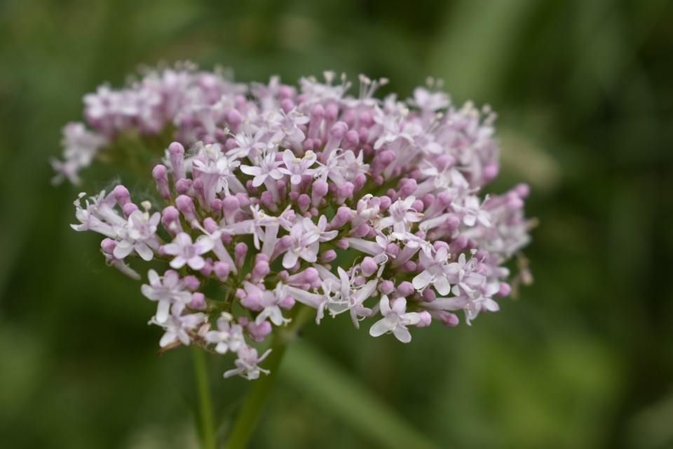 Jak rozpoznać niebezpieczne rośliny rosnące w Polsce? [GALERIA] - Kobieta