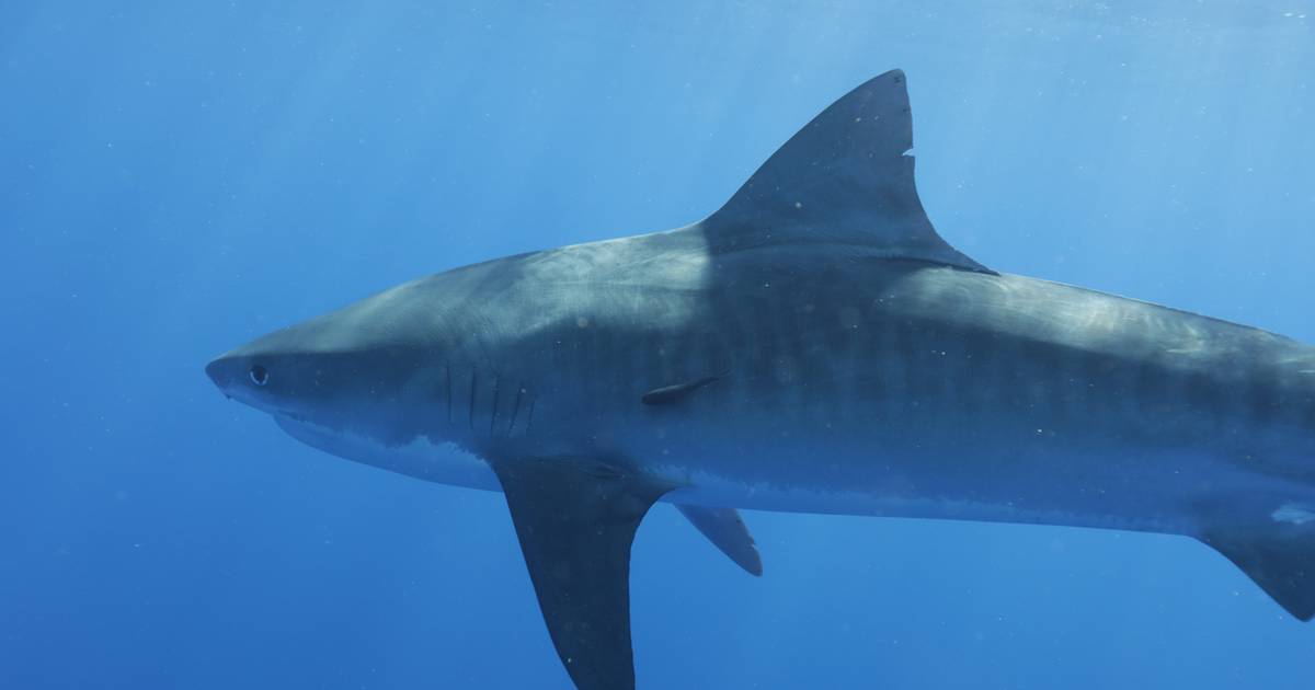 Bywają w Bałtyku i można je hipnotyzować. 10 faktów i mitów o rekinach ...