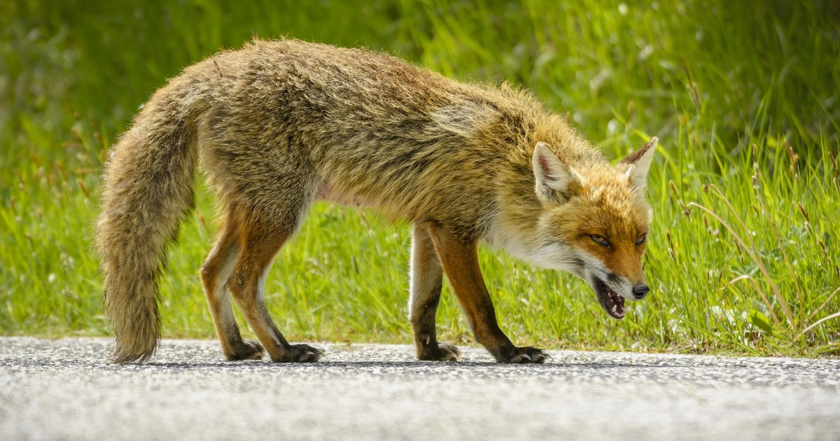 Wścieklizna u ludzi i zwierząt - objawy, leczenie