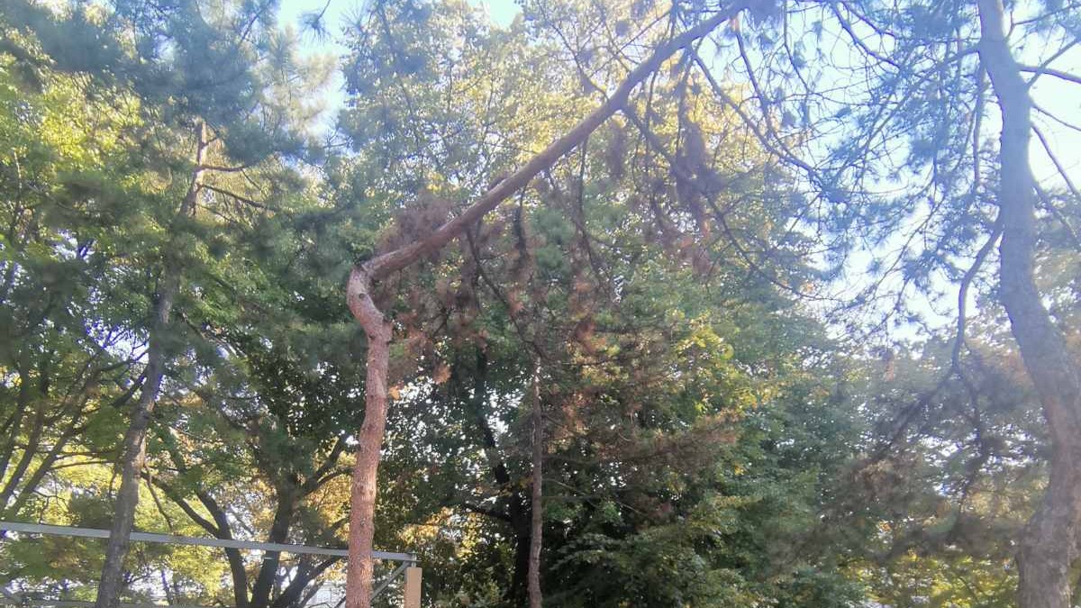 U Tašmajdanskom parku počinje SEČA 14 STABALA: Evo šta je razlog, ali ...