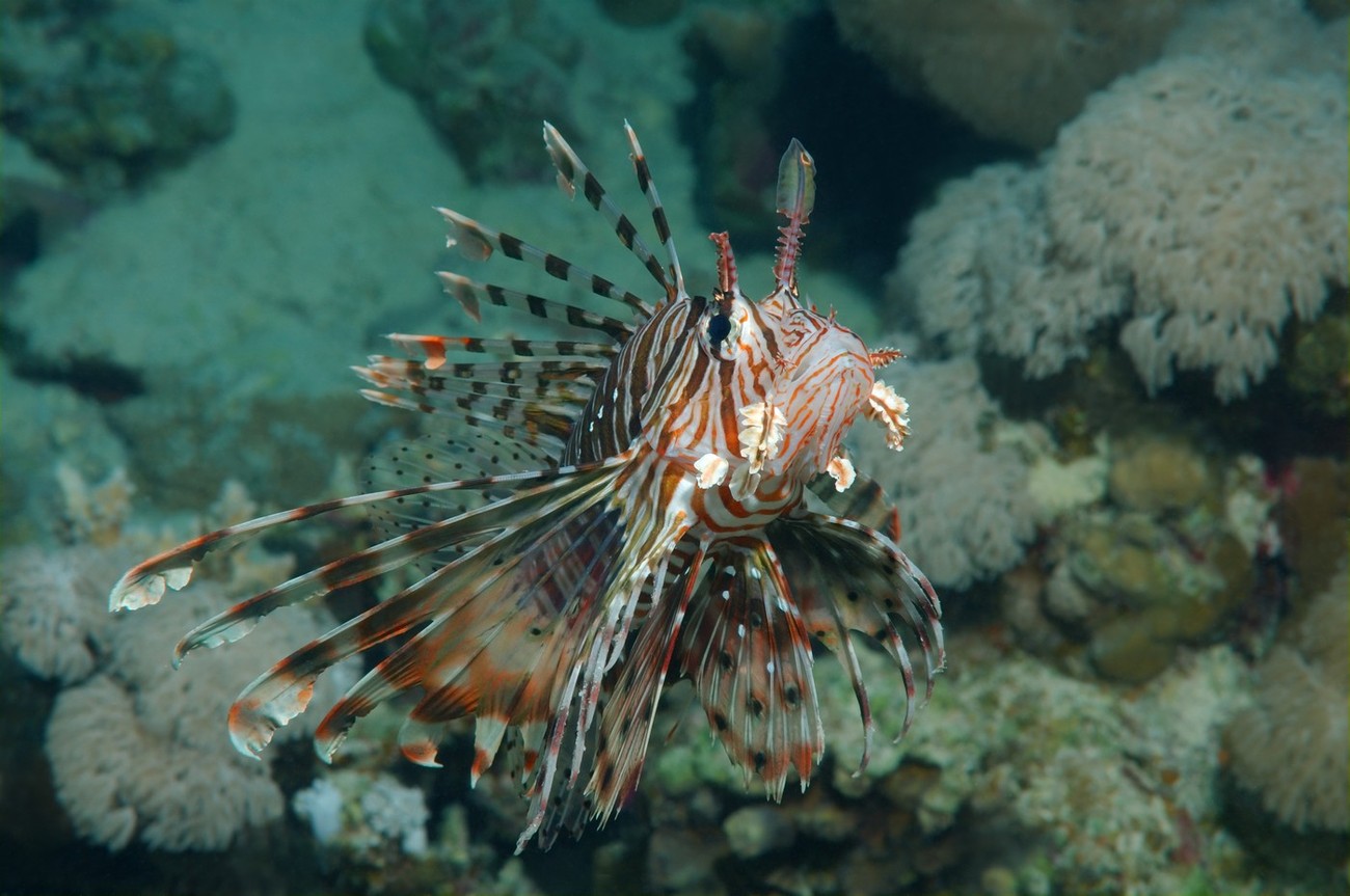 Kod Kotora u Jadranskom moru, u par dana ulovljene dve ribe vatrenjače, opasne otrovne vrste - Blic