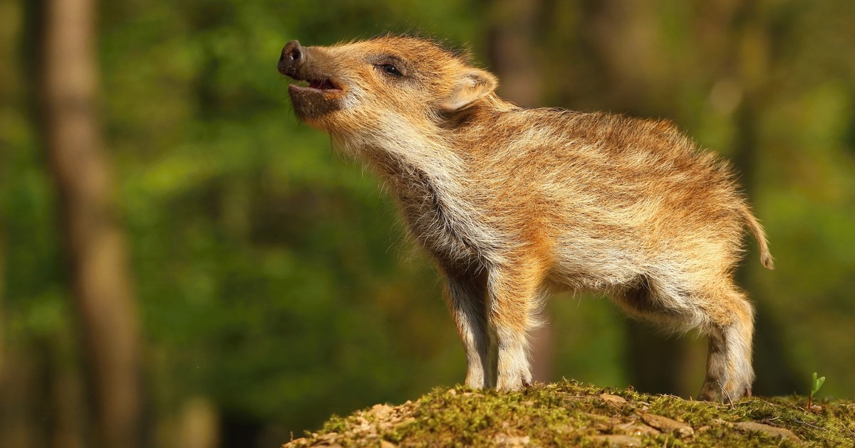 Mały dzik w mieszkaniu w bloku. Opiekunowi grożą konsekwencje prawne - Podróże