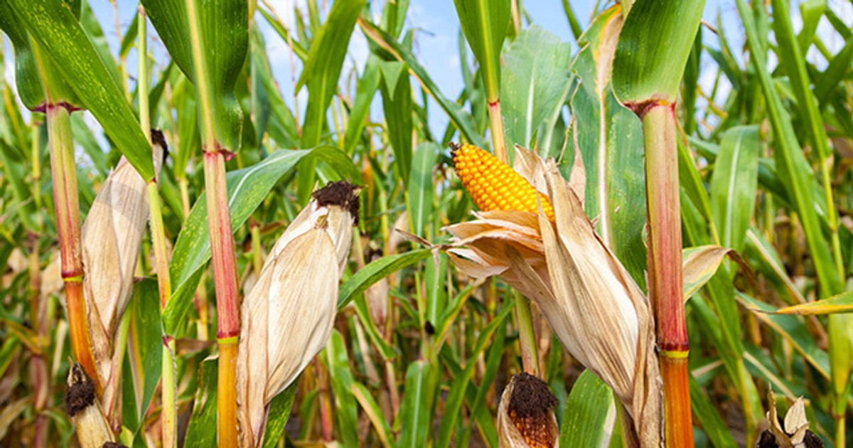The disagreement between Kenyan food importers and the Kenyan ...