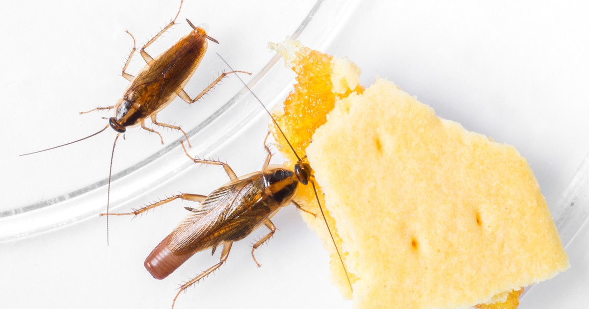 Jak prusaki podbiły świat. Ewoluowały przed Chrystusem - Podróże