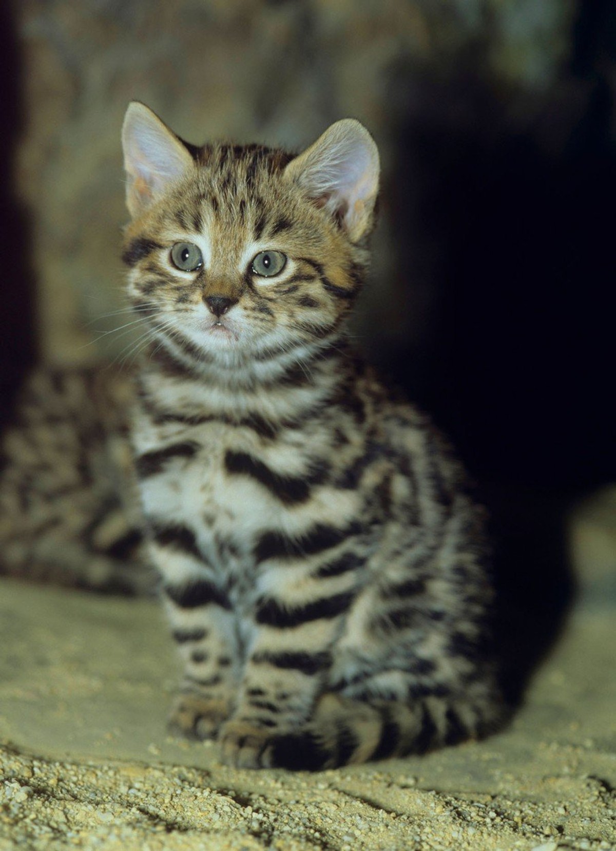 NAJSMRTONOSNIJA MAČKA NA SVETU Nije ni tigar ni lav, a za jednu noć ...