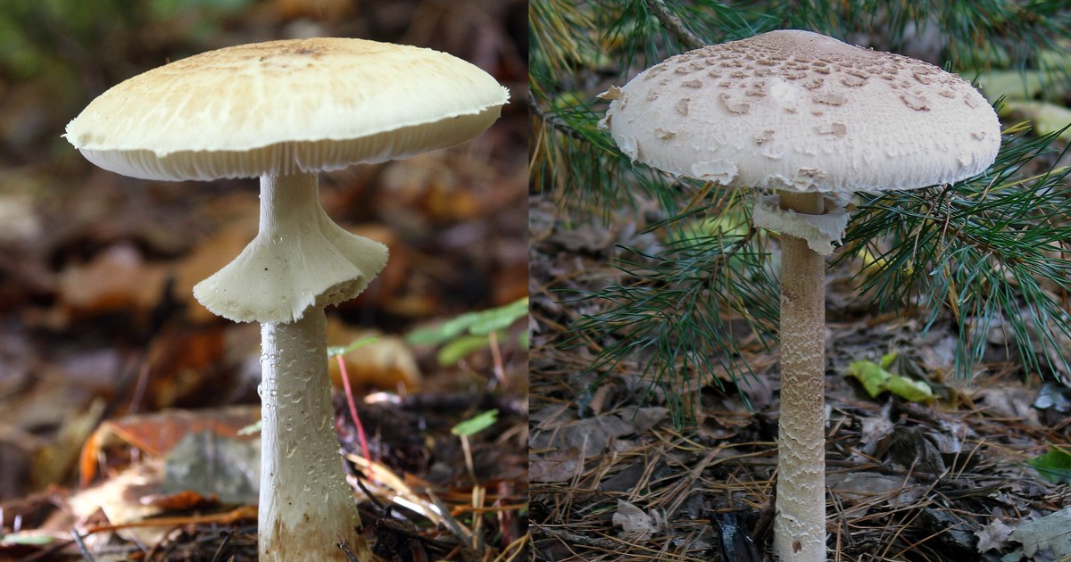 Kanie są podobne do muchomorów sromotnikowych. Co różni te grzyby?