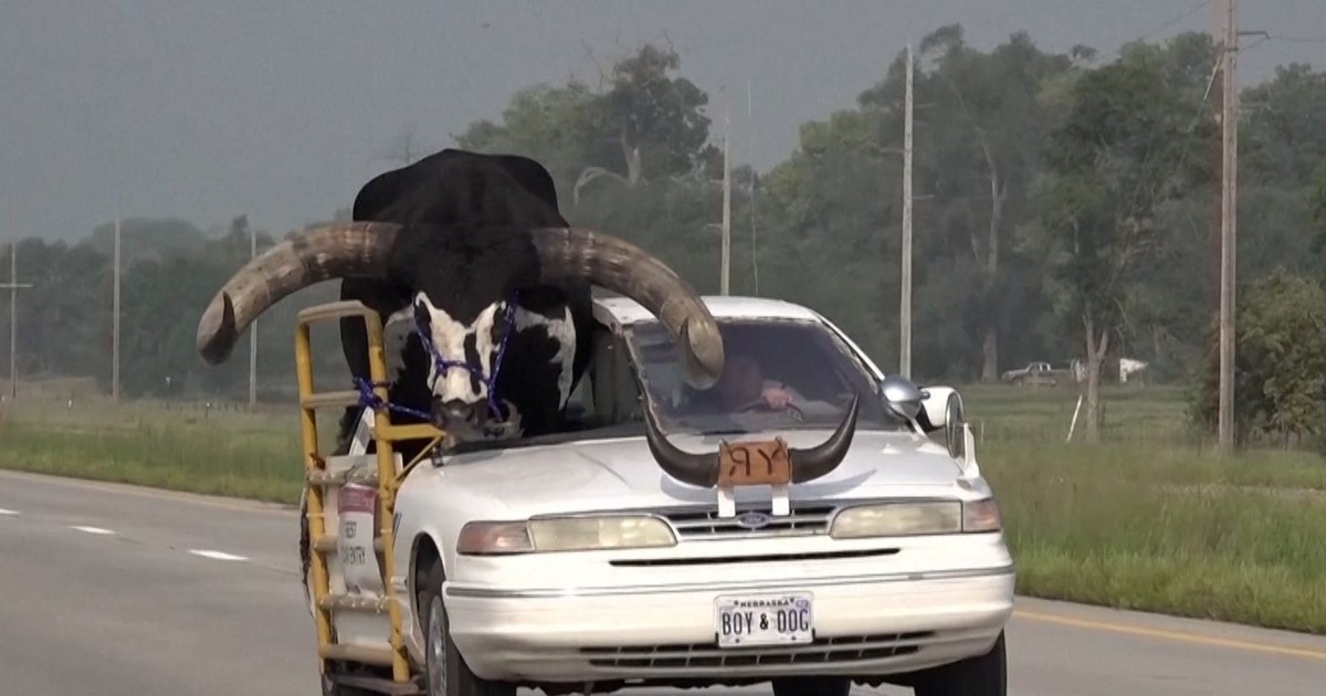 Police alerted to massive bull riding shotgun in Nebraska | Business ...