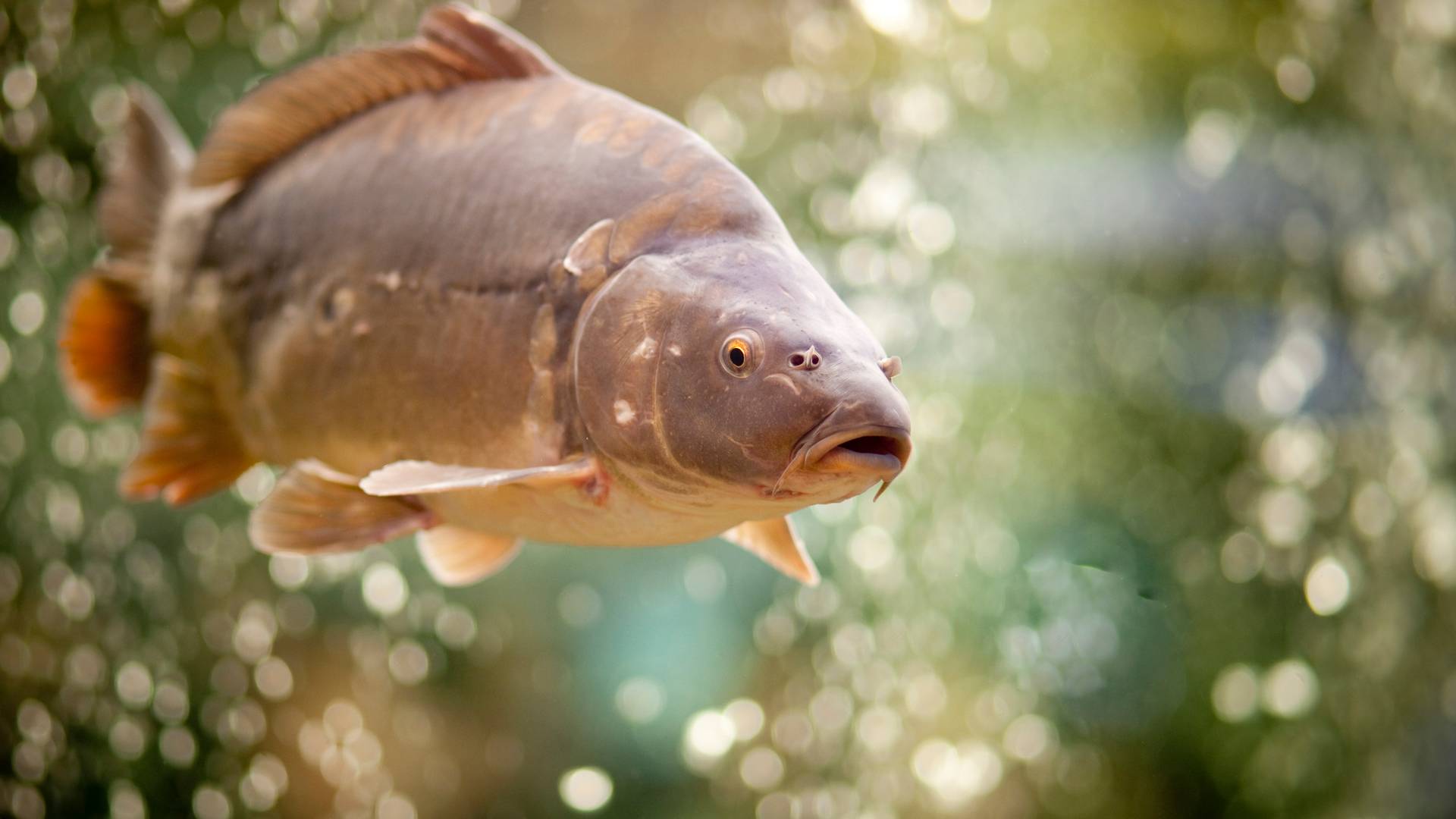 Pierwsza sieć hipermarketów w Polsce zrezygnowała ze sprzedaży żywych karpi | Ofeminin