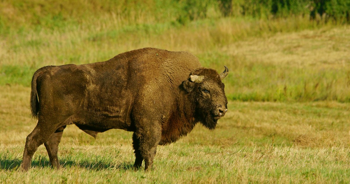 Bieszczady. Żubry już zeszły w doliny - Podróże