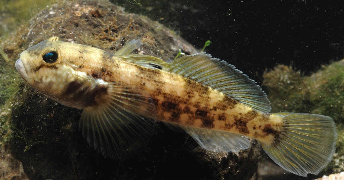 Groźna ryba pojawiła się na Mazurach!