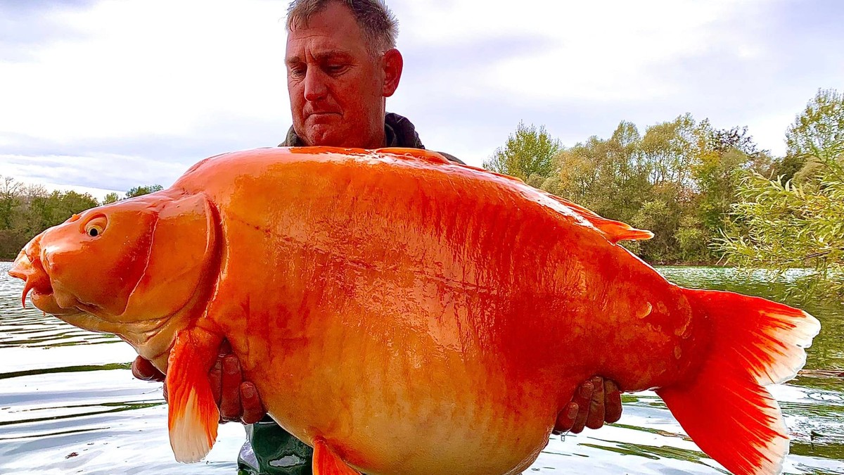 Rekord lehet: több mint 30 kilós aranyhalat fogott egy horgász - Blikk