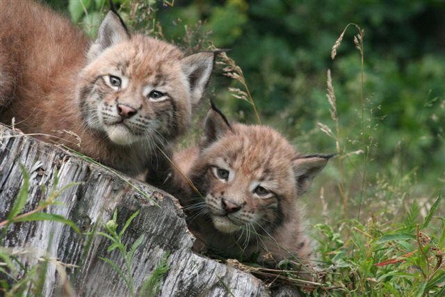 Polska - Ryś, największy kot Europy - Podróże