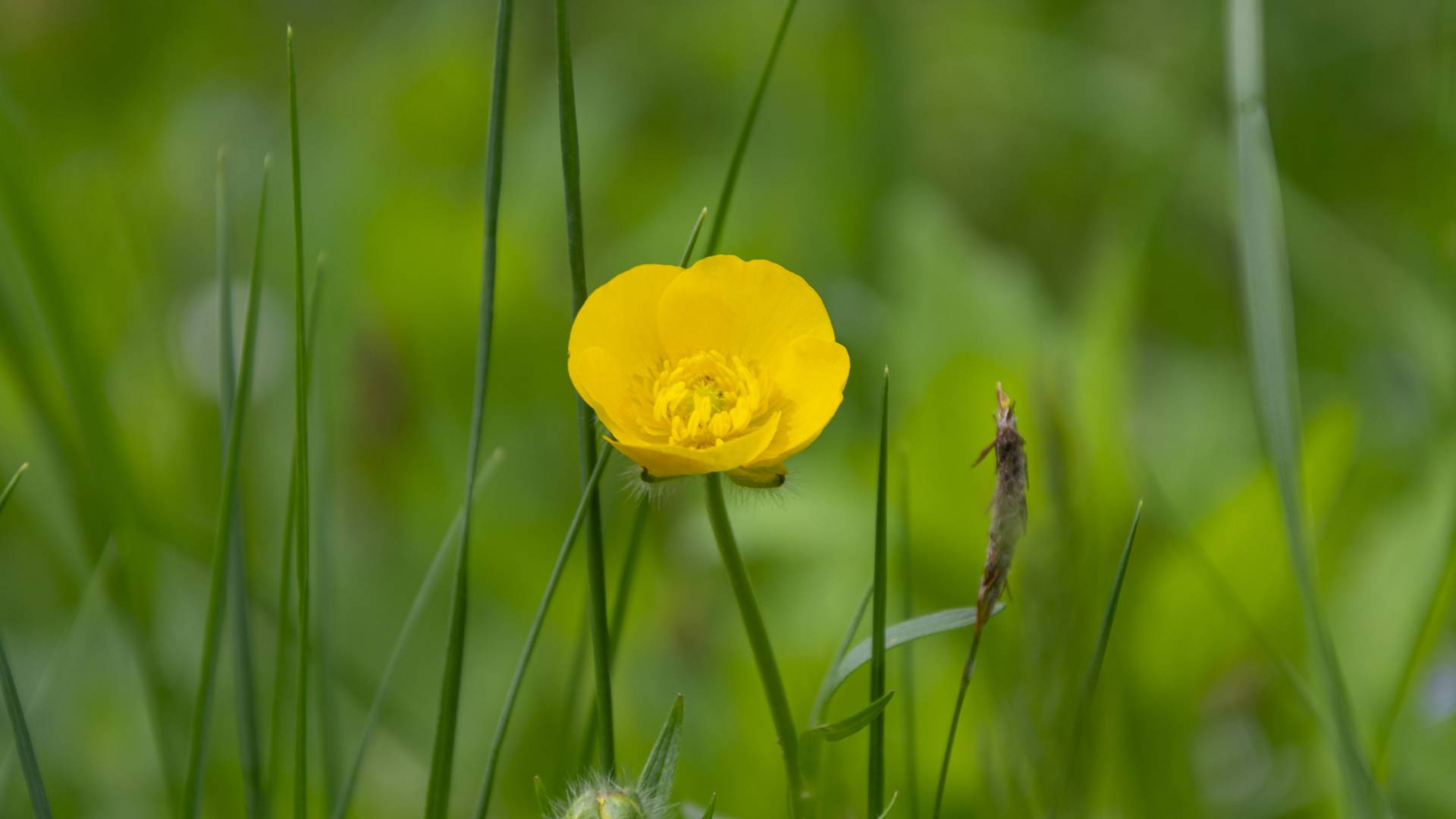 Jaskier polny. O tej roślinie pisano pieśni. Dziś jest zagrożony | Ofeminin